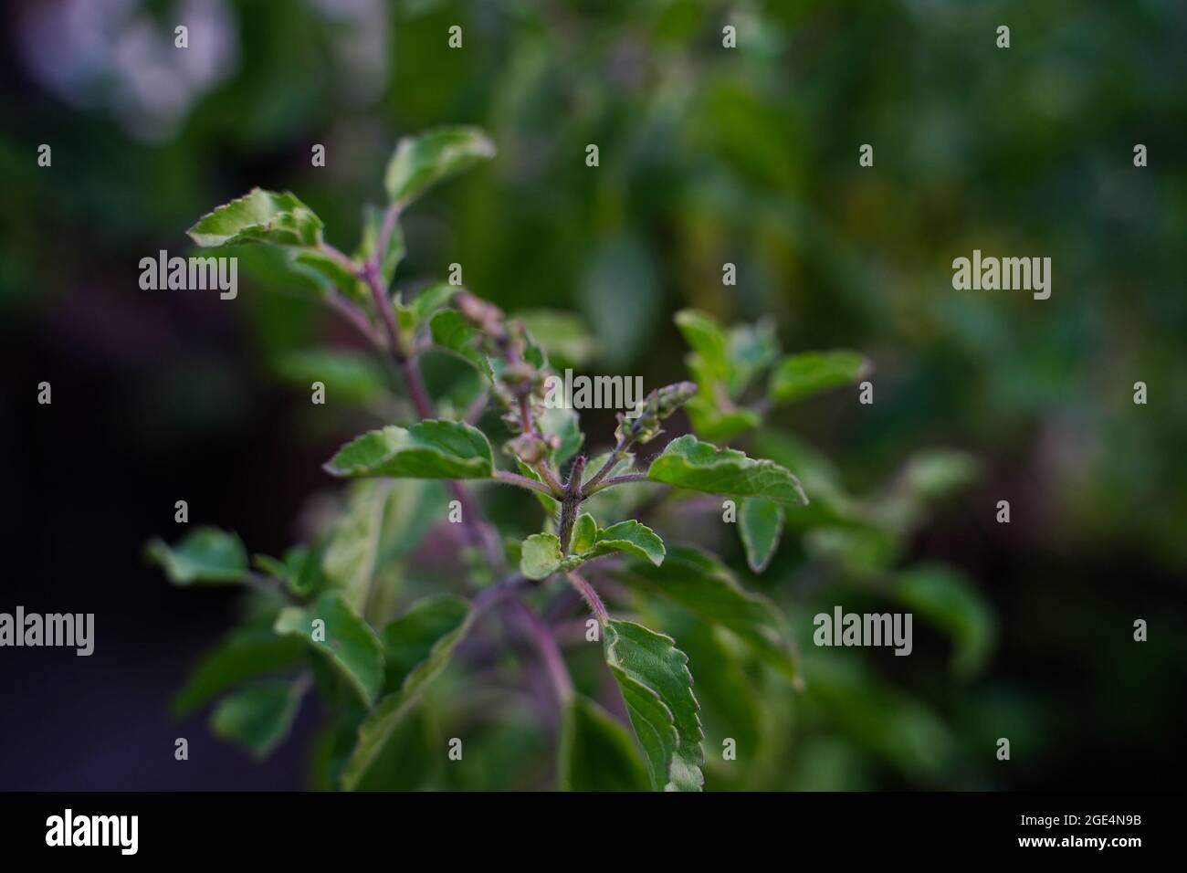 Tulsi plant hi-res stock photography and images - Alamy