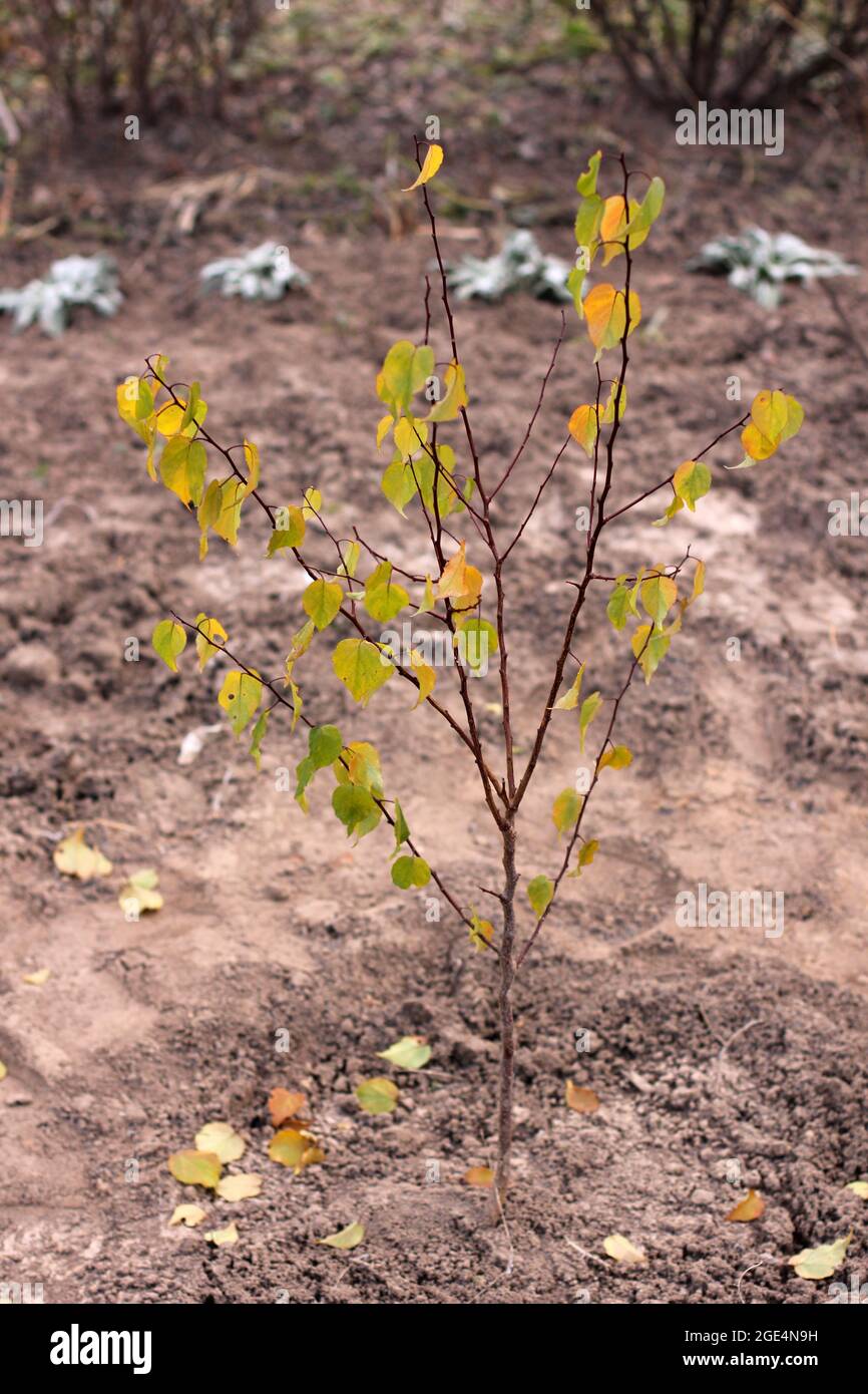Small young tree in the garden. Gardening Stock Photo - Alamy