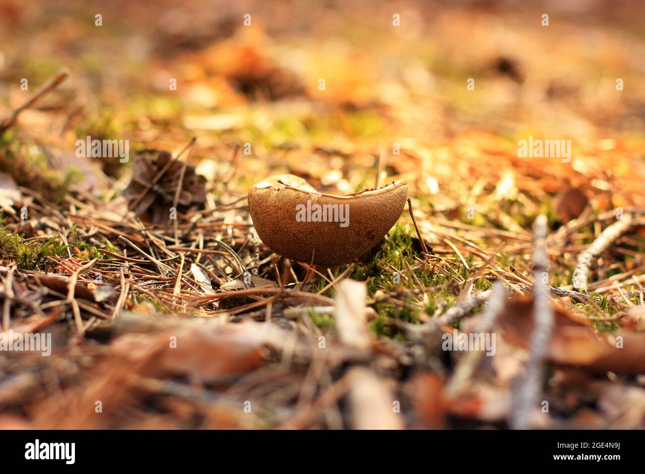 Mushroom in the forest close up Stock Photo - Alamy