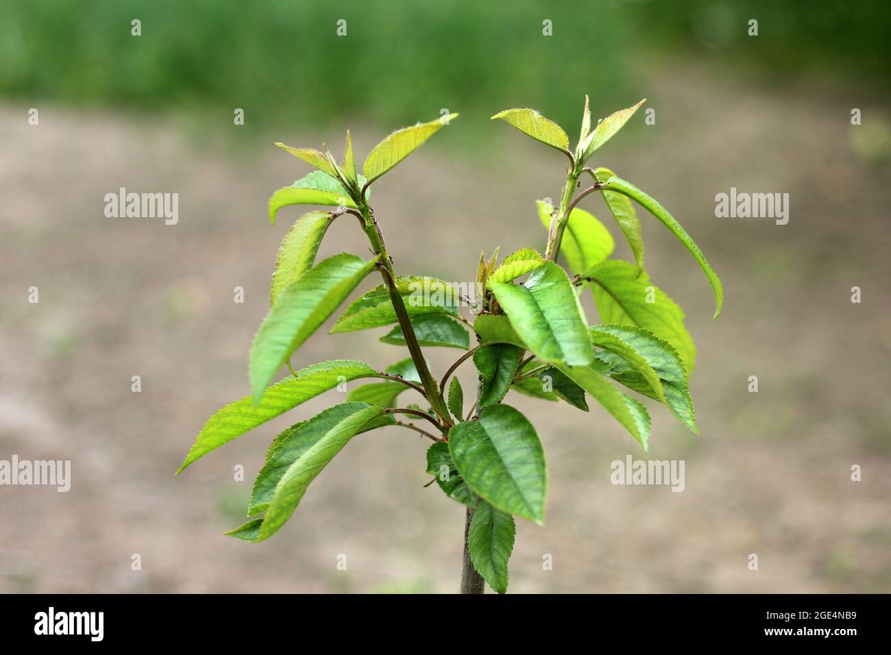 Small young tree in the garden. Gardening Stock Photo - Alamy