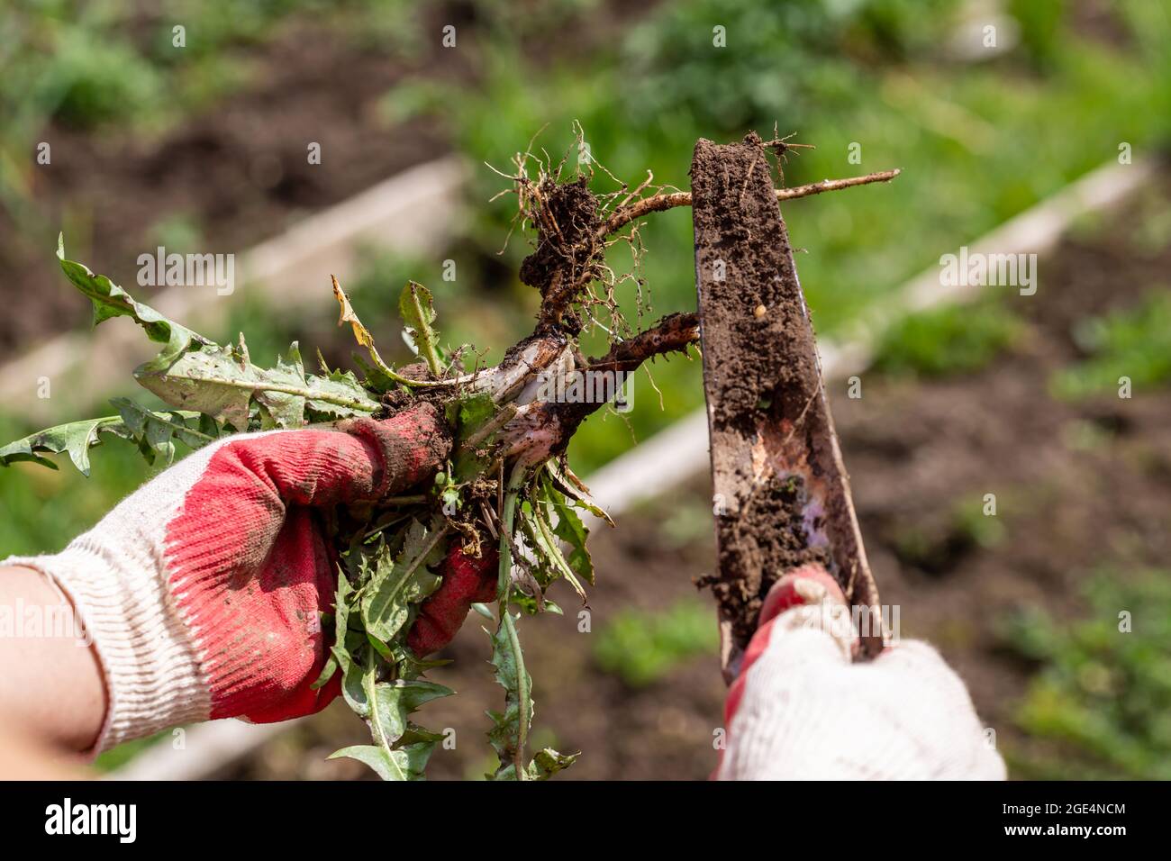 hands of a gardener with a weed dandelion root Stock Photo - Alamy