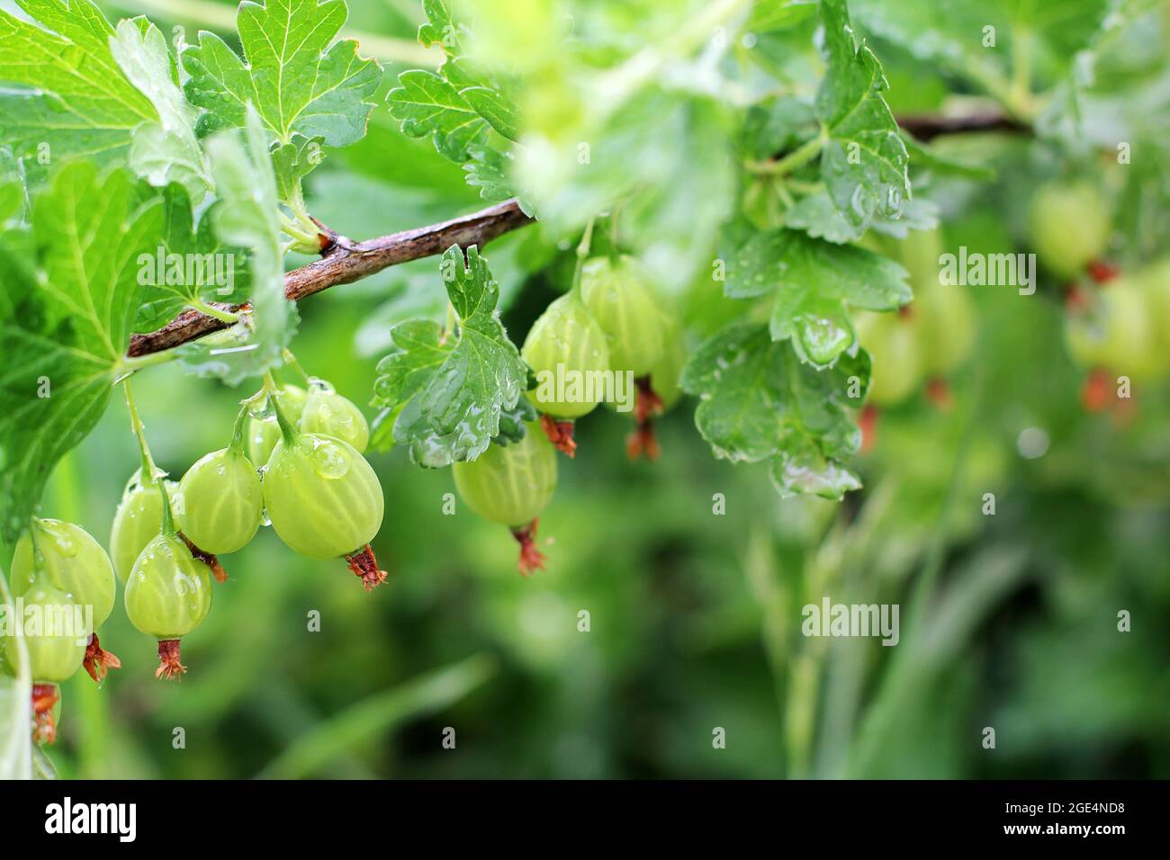 Green gooseberries in the summer garden. Bush Stock Photo - Alamy