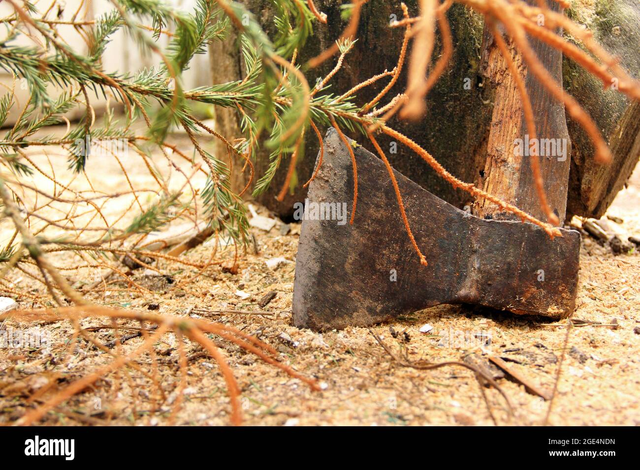Evergreen tree chopped hi-res stock photography and images - Alamy