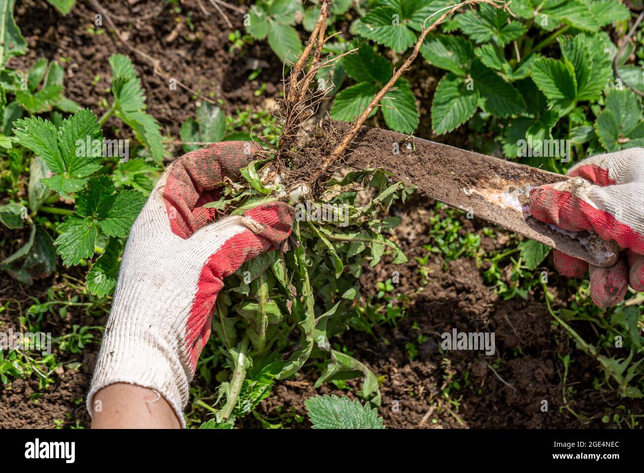 hands of a gardener with a weed dandelion root Stock Photo - Alamy