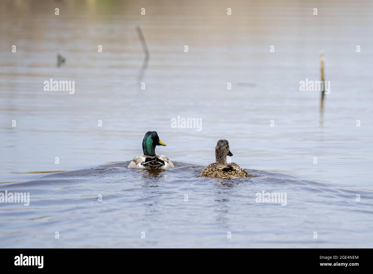 Selective focus shot of mallard ducks in the water Stock Photo - Alamy