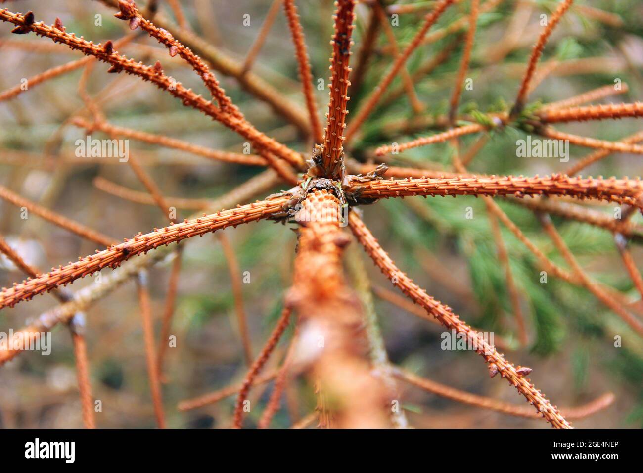 Tree branch close up. Nature. Abstract photo Stock Photo - Alamy