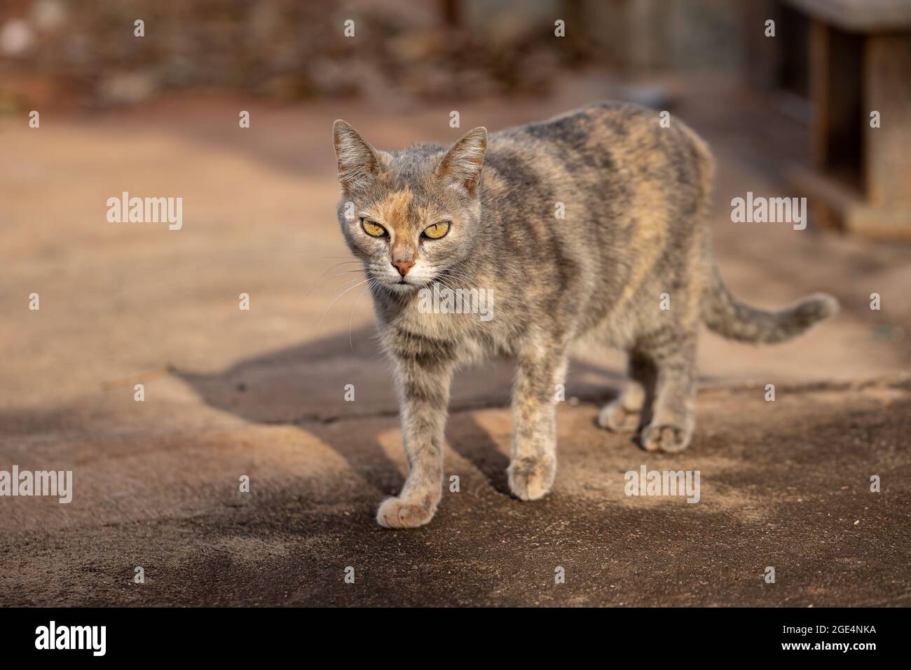 domestic cat face in close-up with selective focus Stock Photo - Alamy