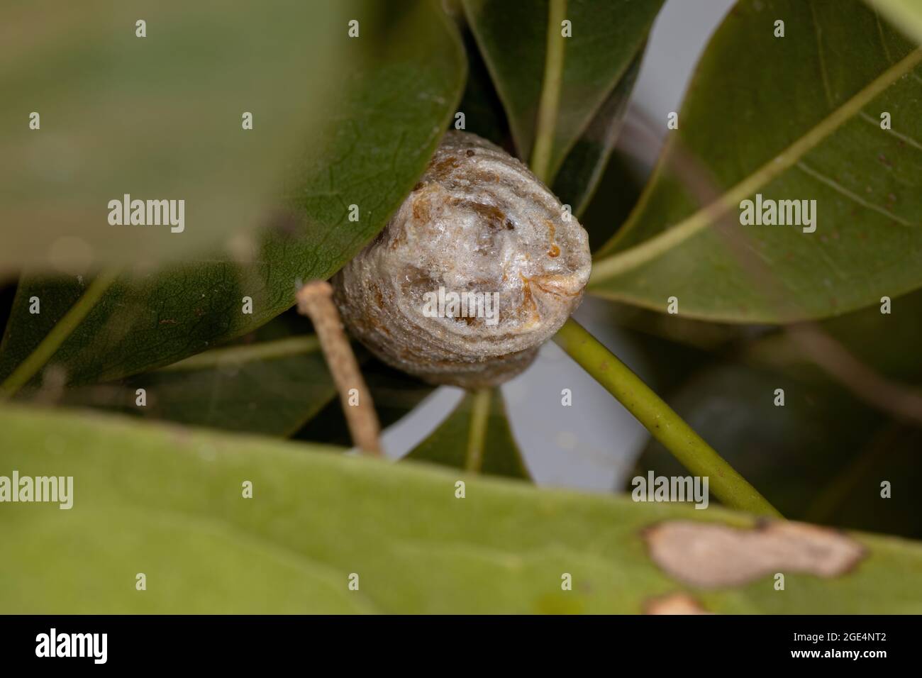 Insect egg sack hi-res stock photography and images - Alamy