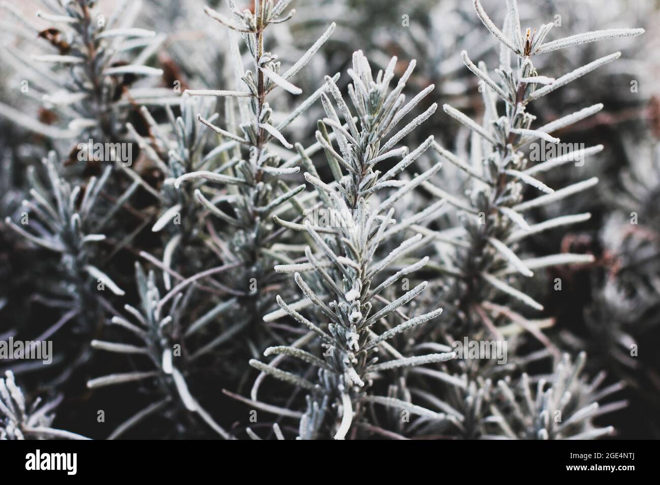 Frozen lavender bush. The plant is in the cold. Winter Garden Stock ...