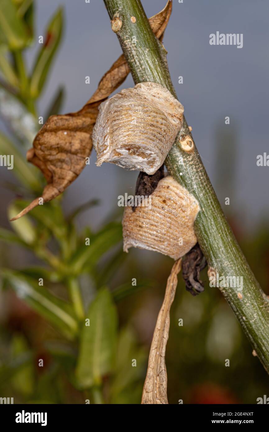 Mantid eggs hi-res stock photography and images - Alamy