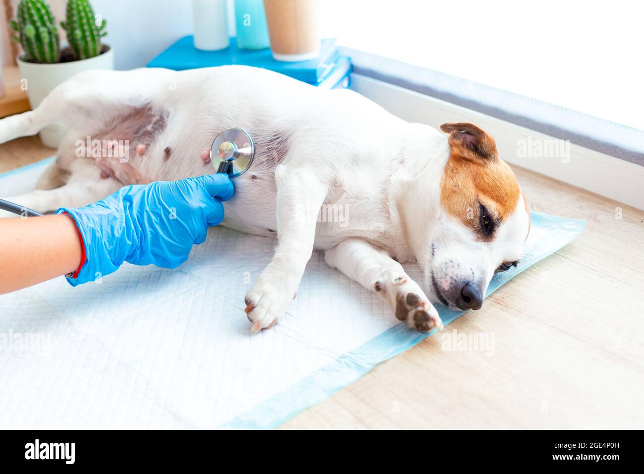 A vet doctor examines a dog Jack Russell Terrier sleeping under ...