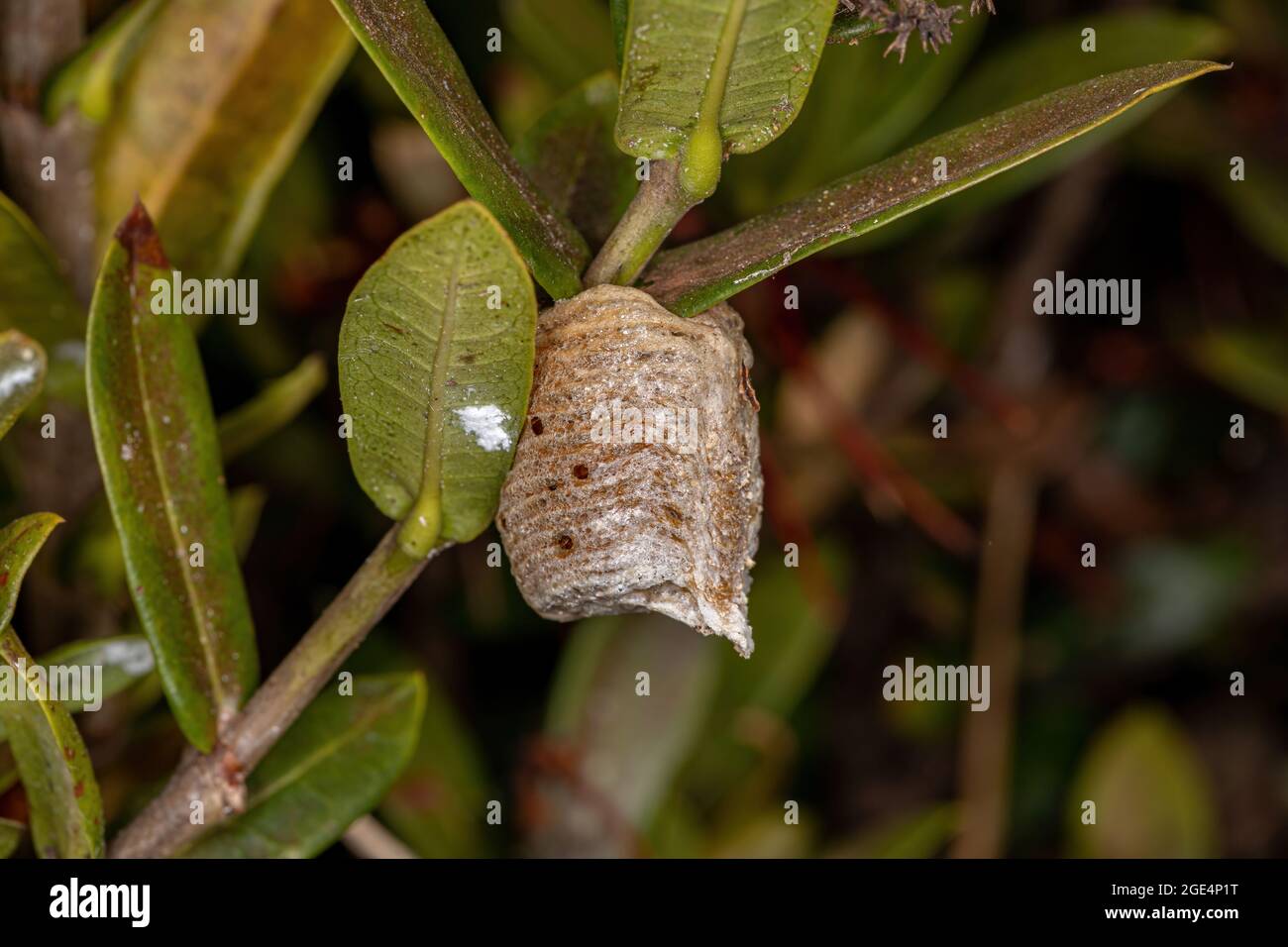 Mantid eggs hi-res stock photography and images - Alamy