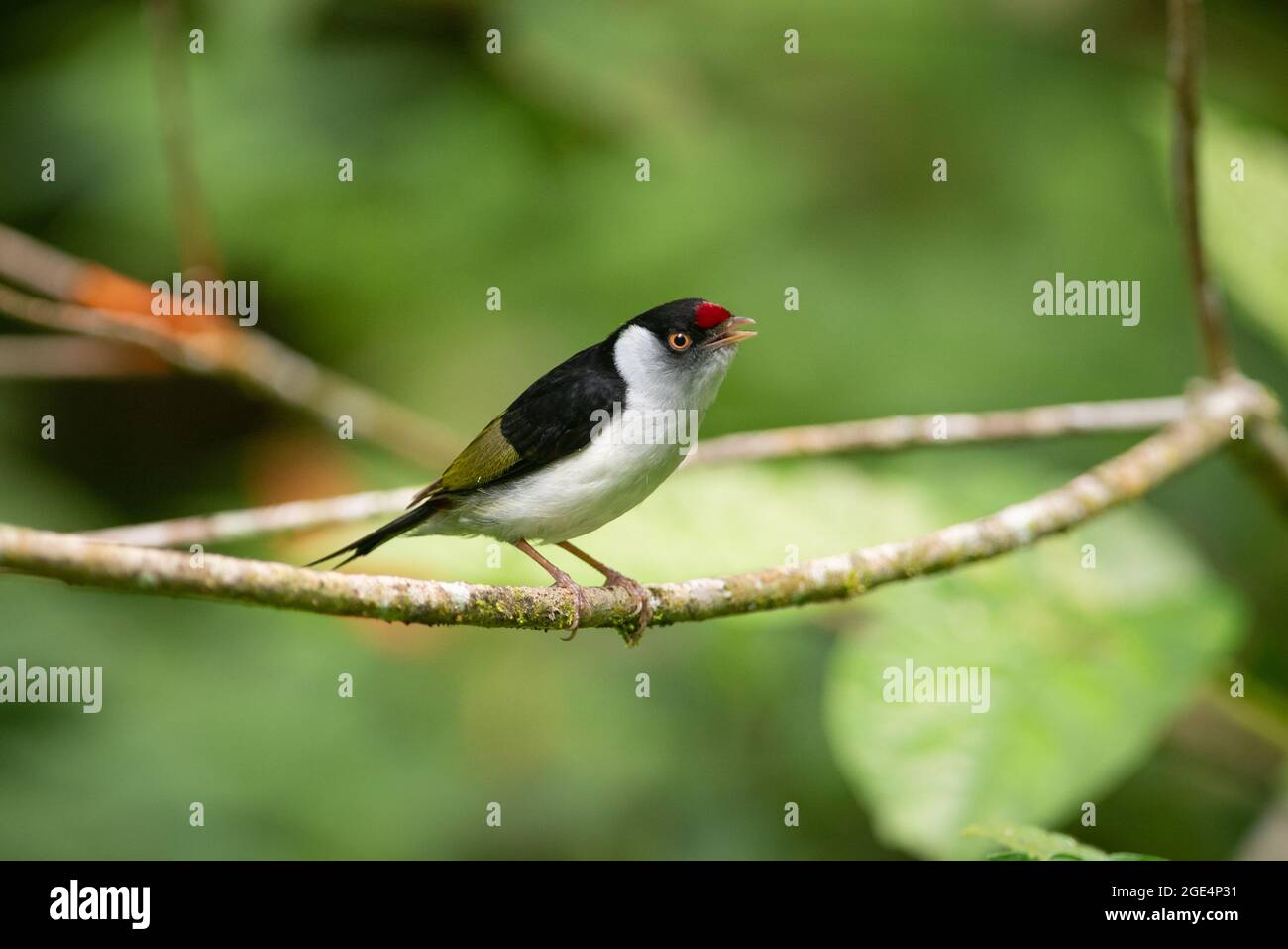 A male Pin-tailed Manakin (Ilicura militaris) from the Atlantic ...