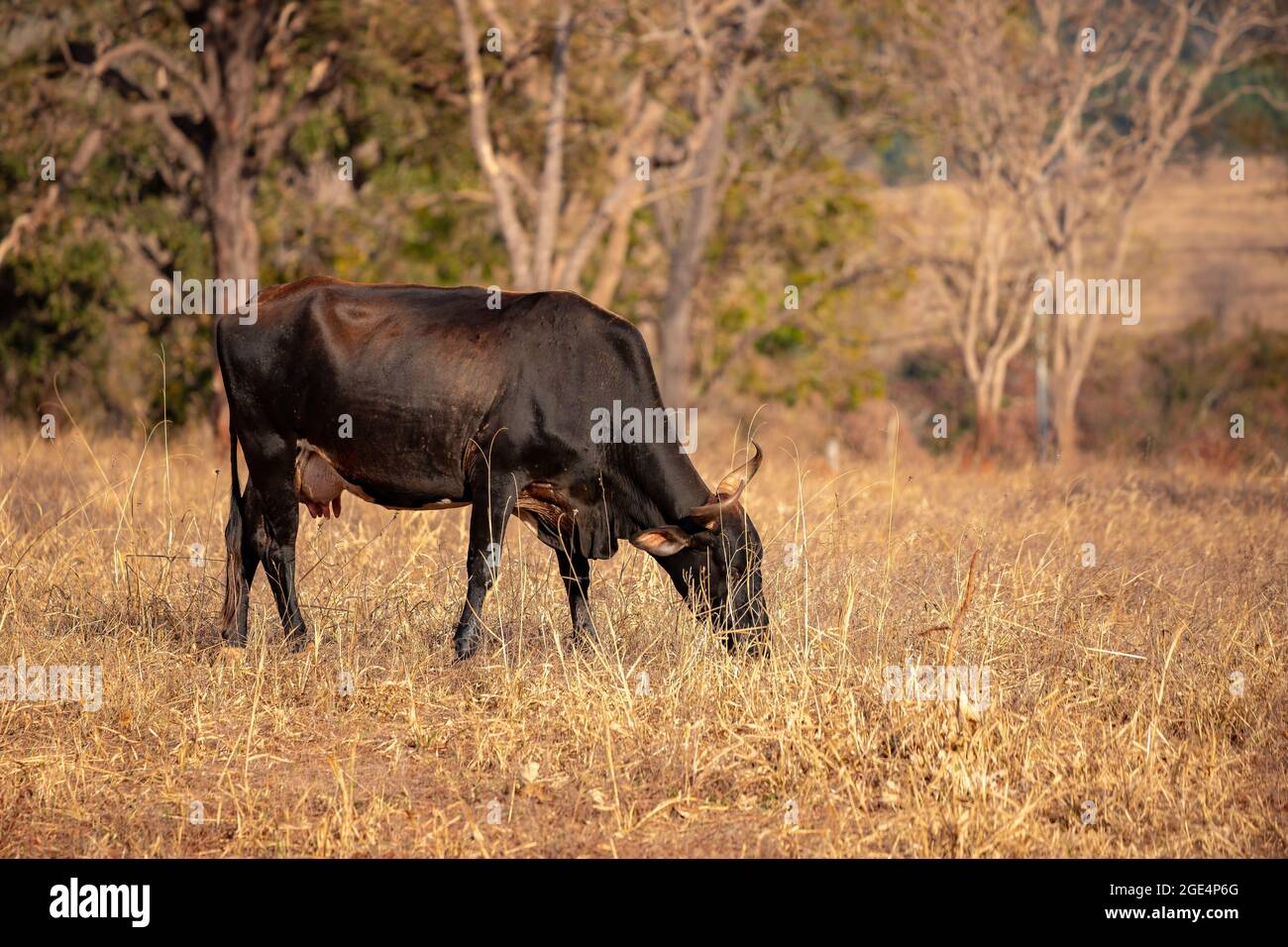 cow in a Brazilian farm with selective focus Stock Photo - Alamy