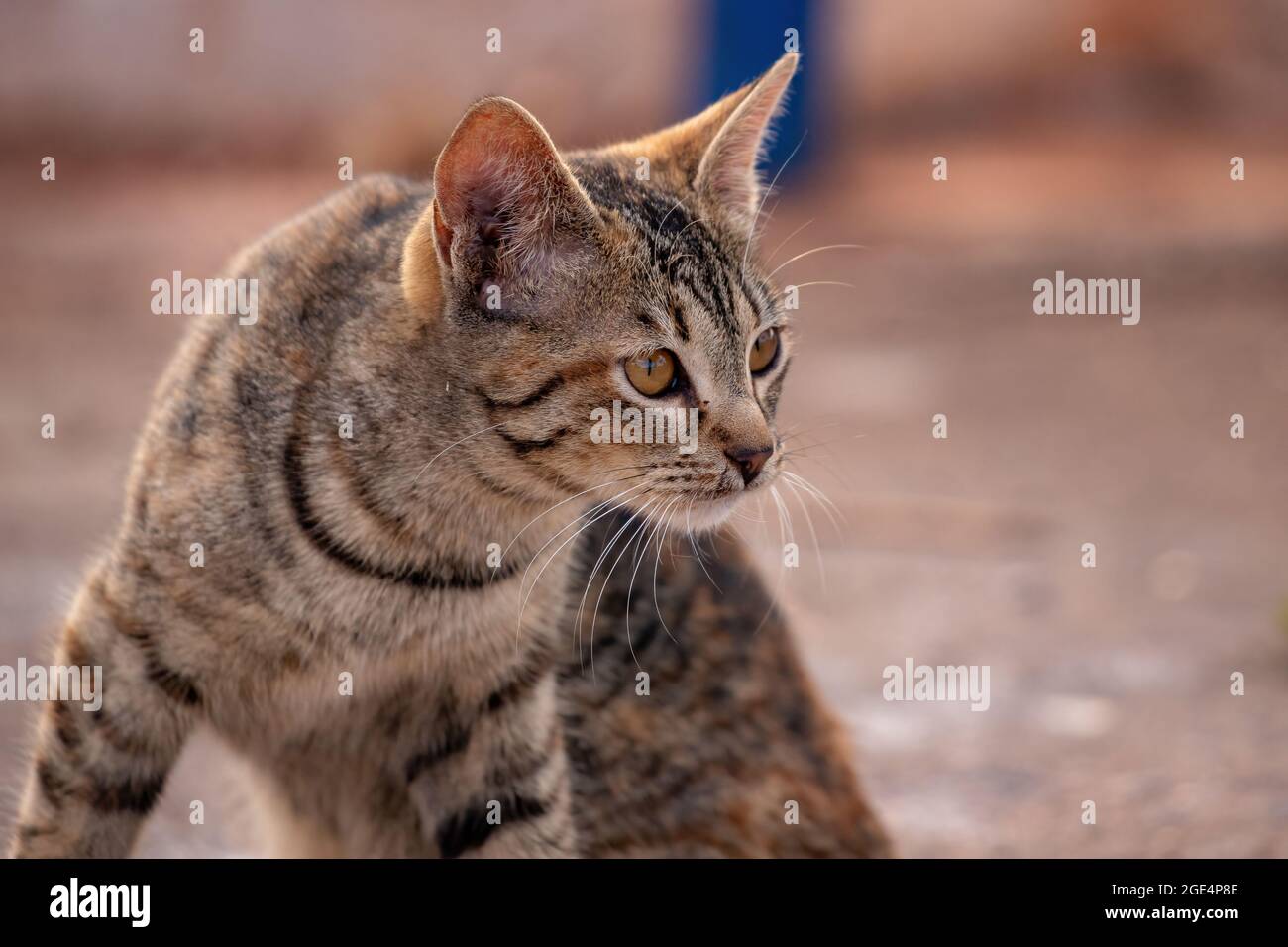 domestic cat face in close-up with selective focus Stock Photo - Alamy
