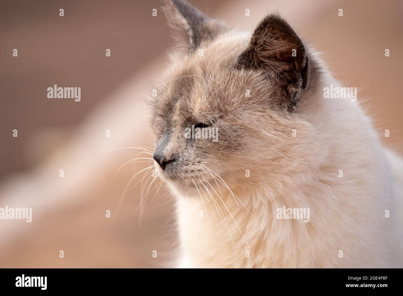 domestic cat face in close-up with selective focus Stock Photo - Alamy