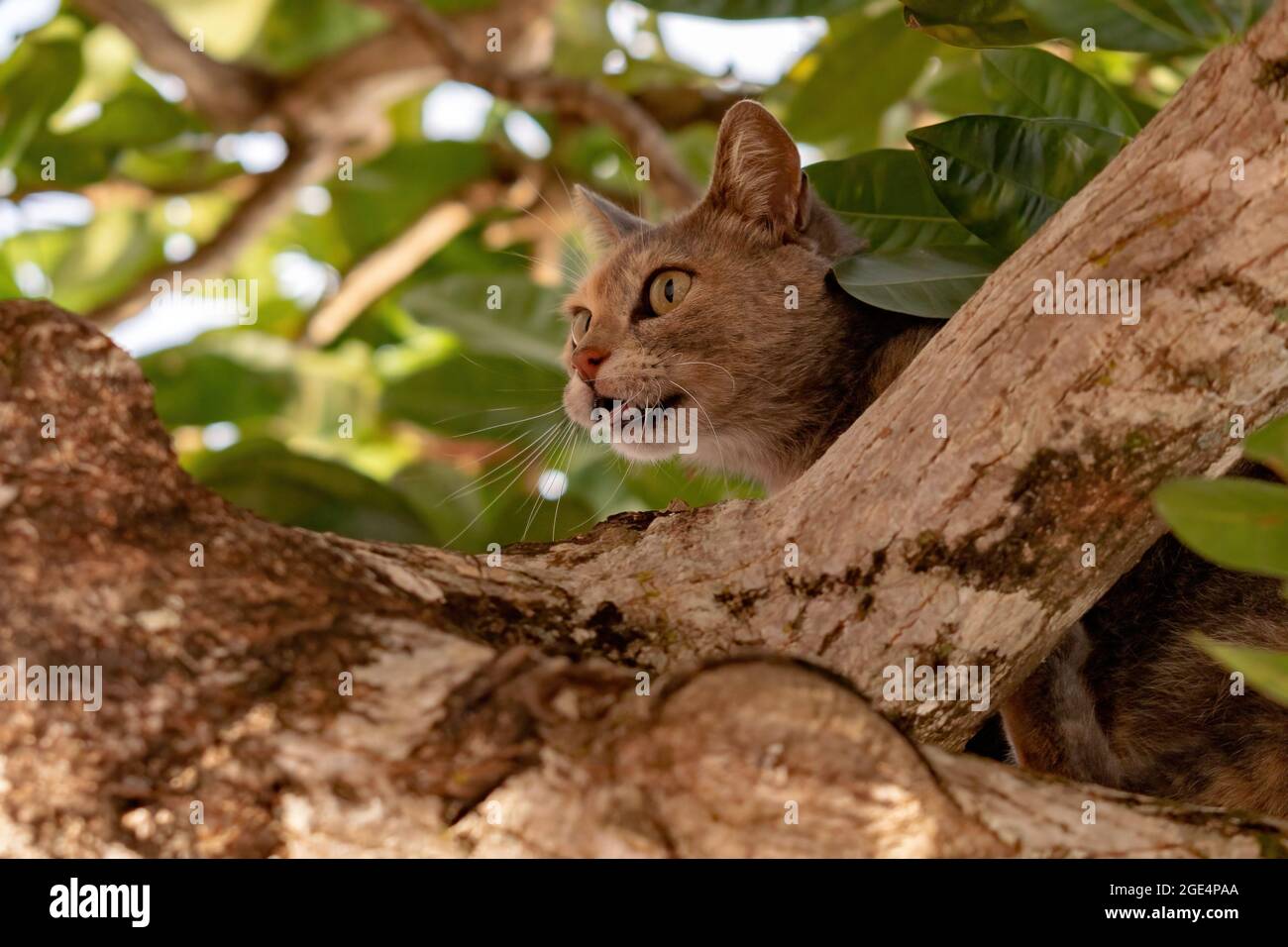 Feral cat tree hi-res stock photography and images - Alamy