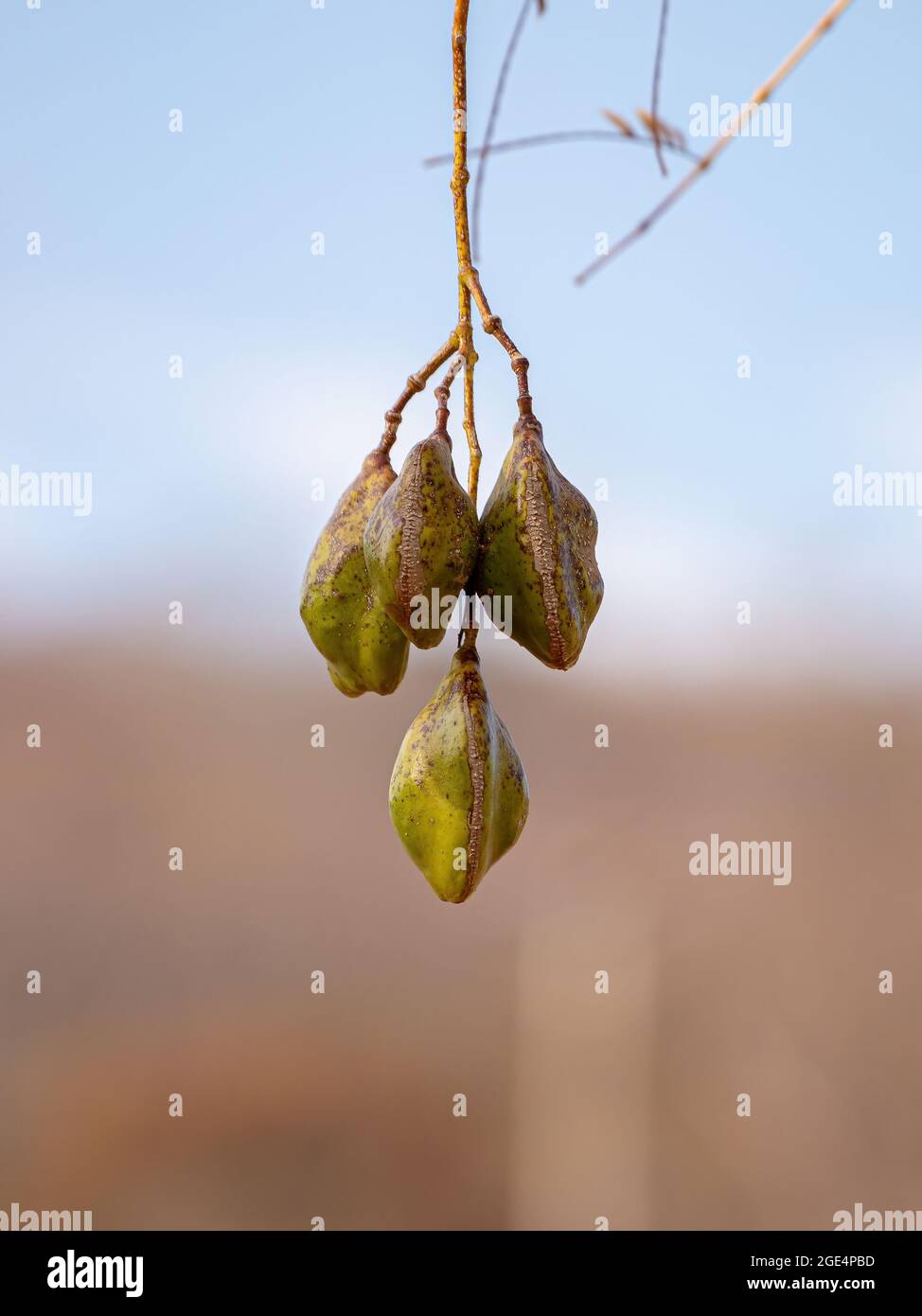 Blue Jacaranda Fruits of the species Jacaranda mimosifolia Stock Photo ...