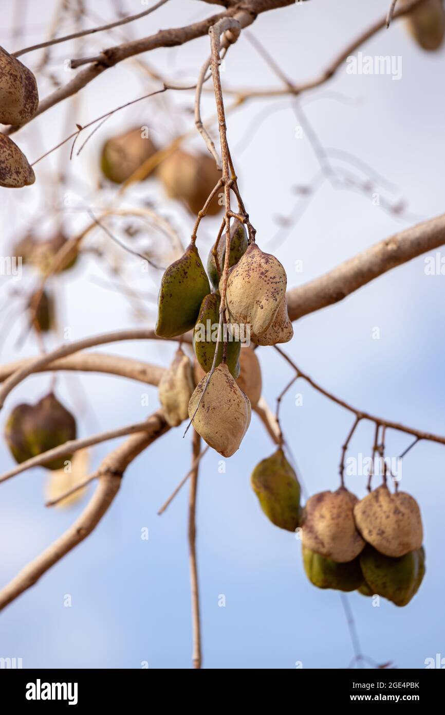 Blue Jacaranda Fruits of the species Jacaranda mimosifolia Stock Photo ...