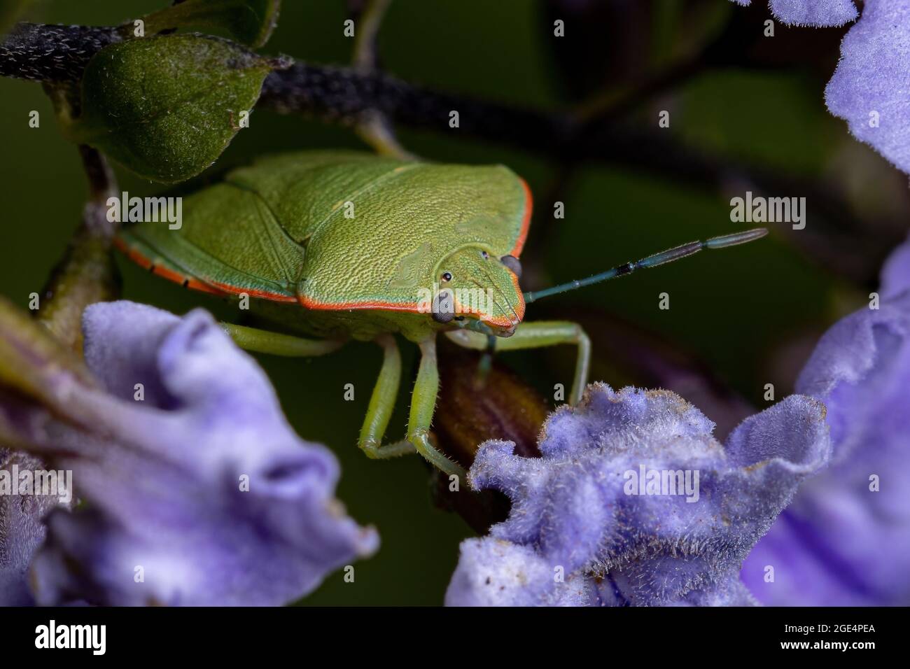 Adult Green Stink Bug of the Genus Chinavia in the skyflower of the ...