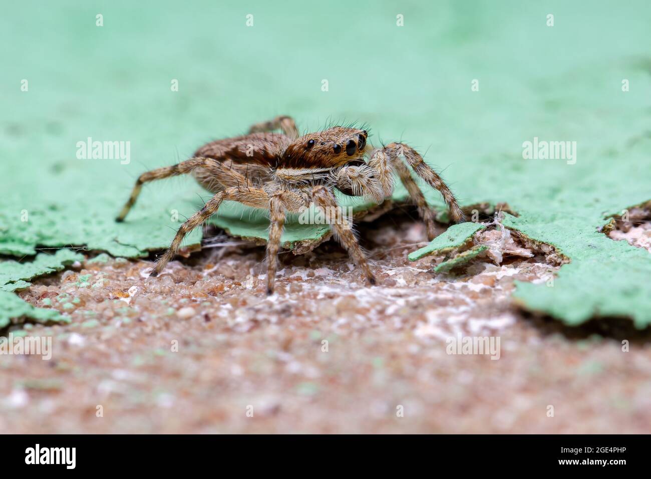 Small Gray Wall Jumping Spider of the species Menemerus bivittatus ...