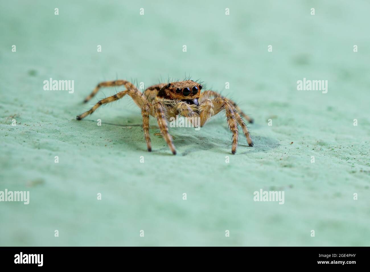 Small Gray Wall Jumping Spider of the species Menemerus bivittatus ...