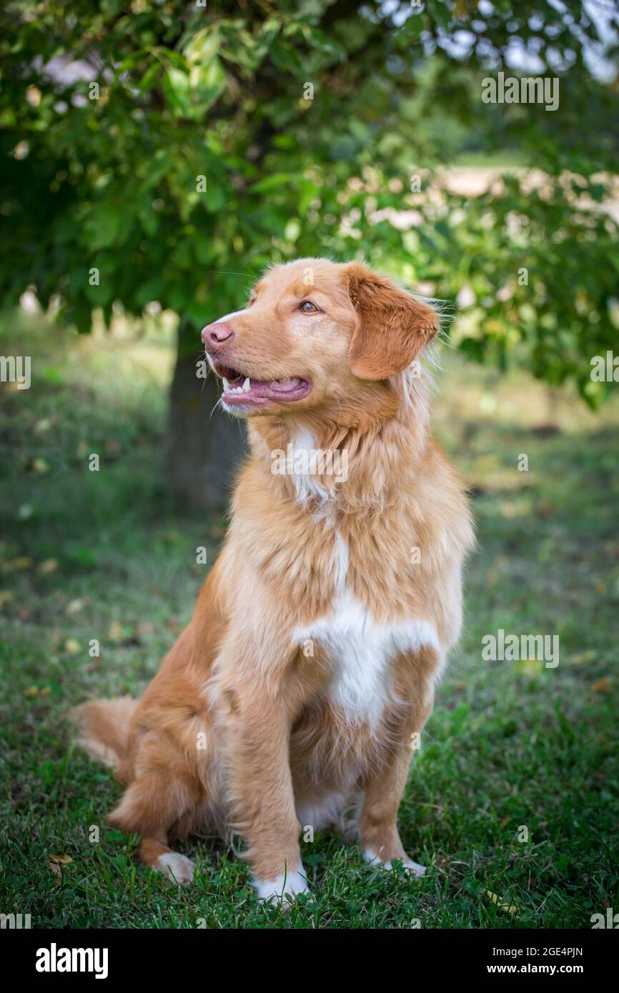 Long haired retriever hi-res stock photography and images - Alamy