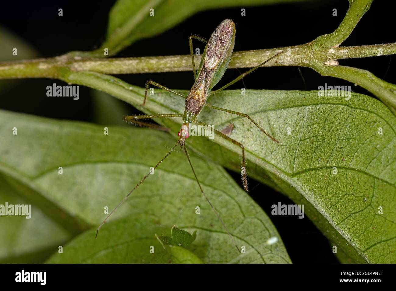 Adult Assassin Bug of the Tribe Harpactorini Stock Photo - Alamy