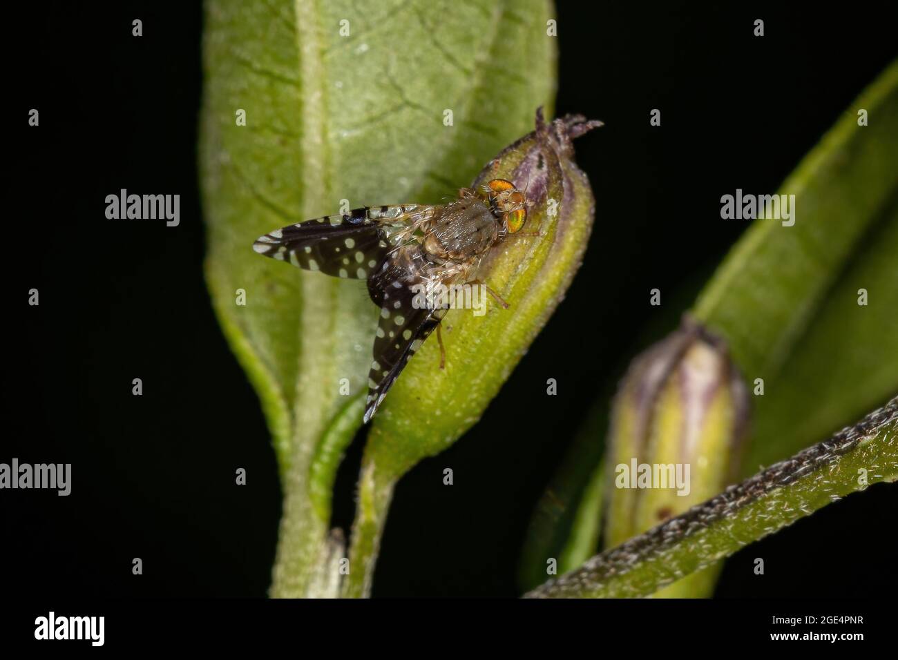 Adult Fruit Fly of the Family Tephritidae Stock Photo - Alamy