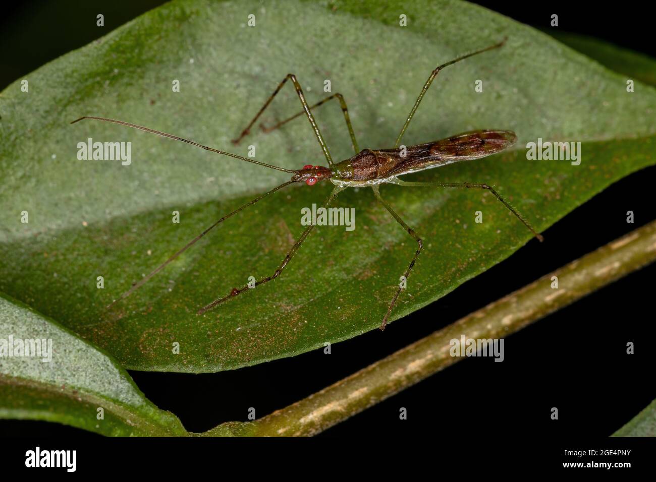 Adult Assassin Bug of the Tribe Harpactorini Stock Photo - Alamy