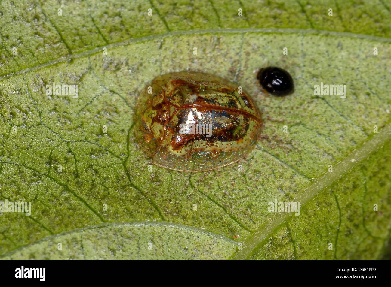 Adult Tortoise Beetle of the Tribe Cassidini Stock Photo - Alamy
