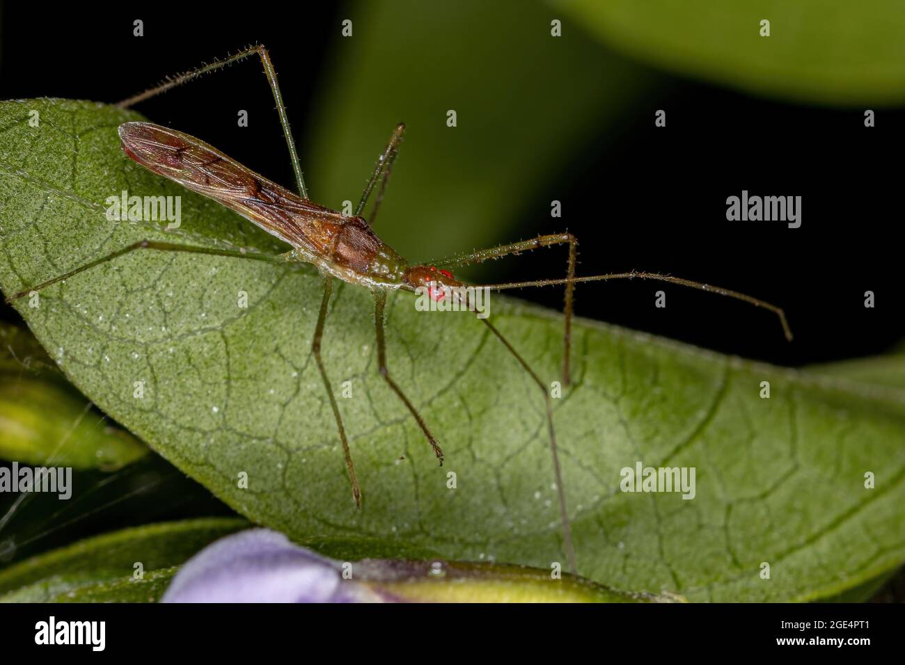 Adult Assassin Bug of the Tribe Harpactorini Stock Photo - Alamy