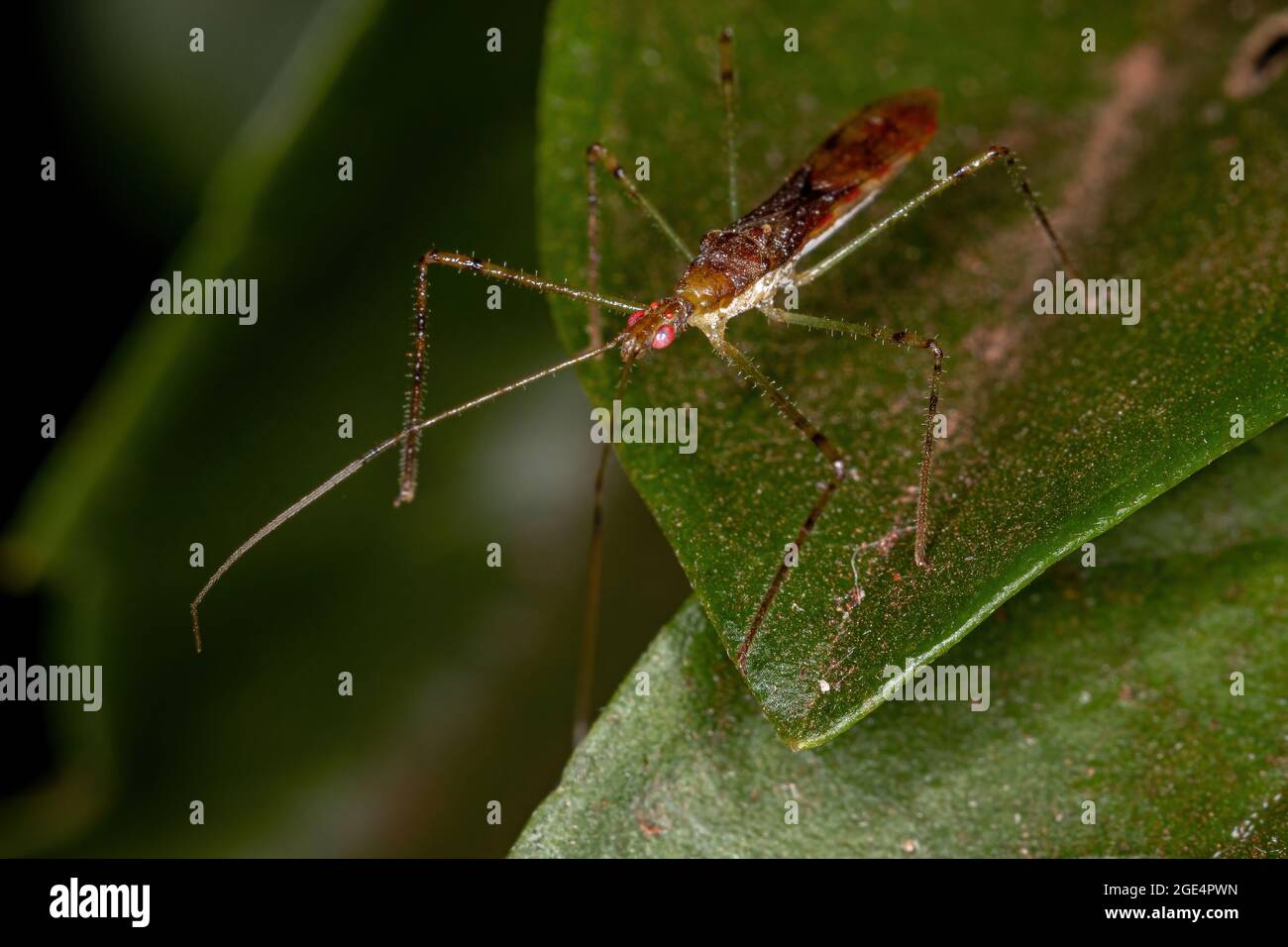 Adult Assassin Bug of the Tribe Harpactorini Stock Photo - Alamy