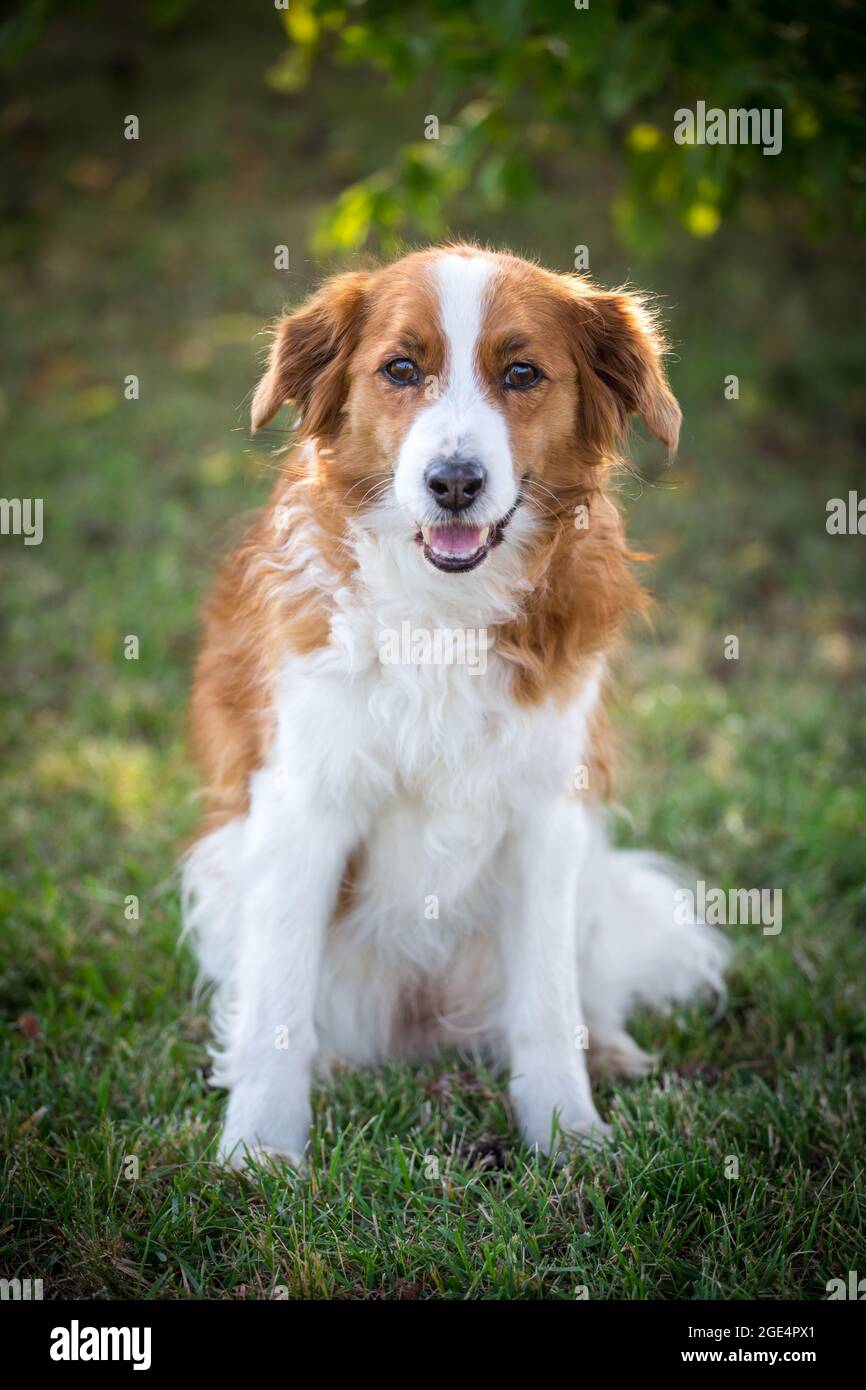 Dutch decoy spaniel hi-res stock photography and images - Alamy