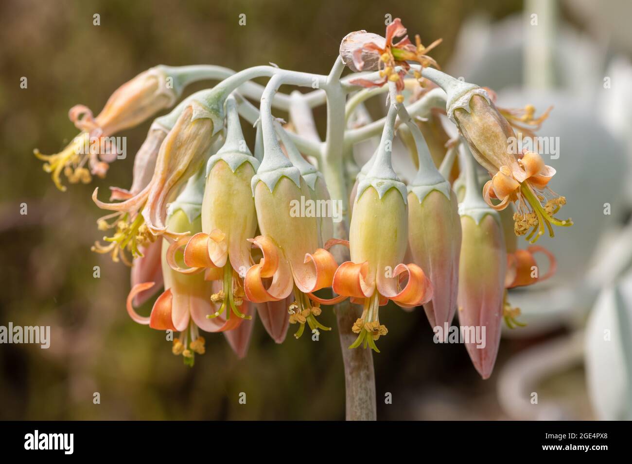 Close up of pigs ear (cotyledon orbiculata) flowers in bloom Stock ...