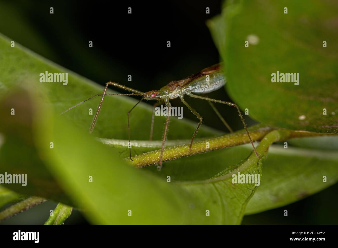 Adult Assassin Bug of the Tribe Harpactorini Stock Photo - Alamy