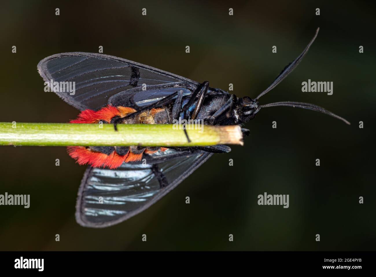 Adult Tiger Moth of the Genus Dinia Stock Photo - Alamy