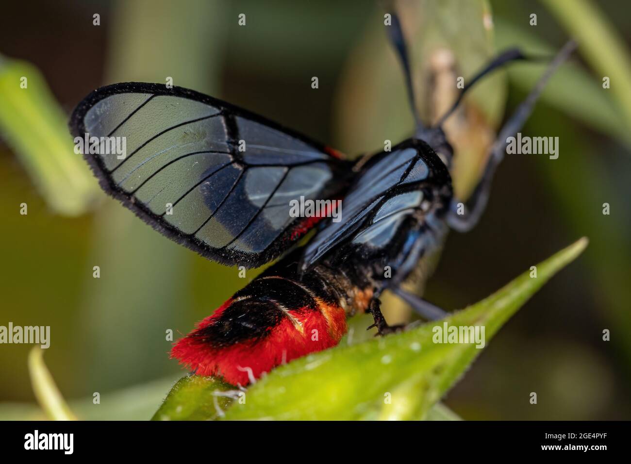 Dinia High Resolution Stock Photography and Images - Alamy