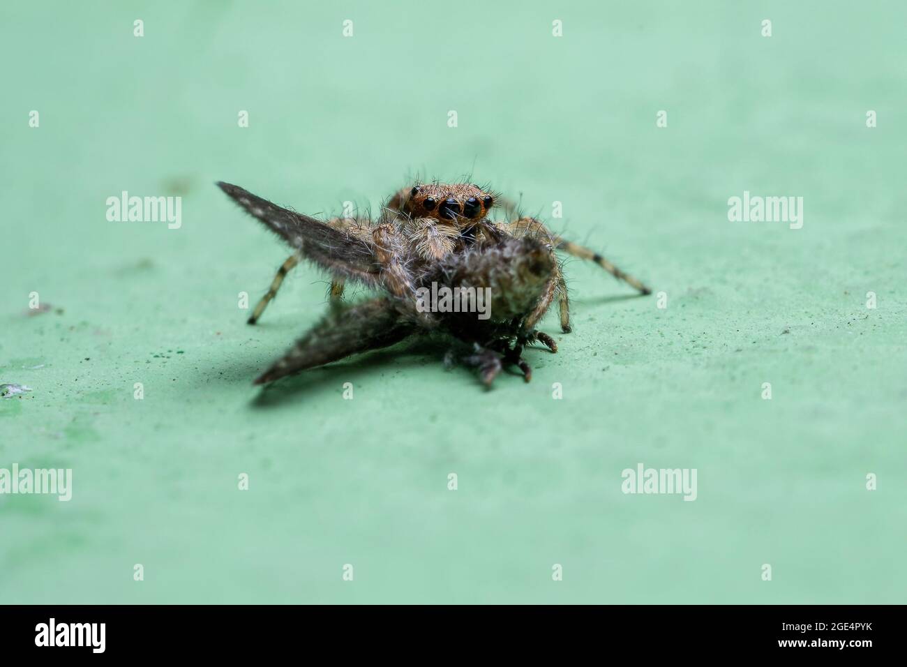 Small Gray Wall Jumping Spider of the species Menemerus bivittatus ...