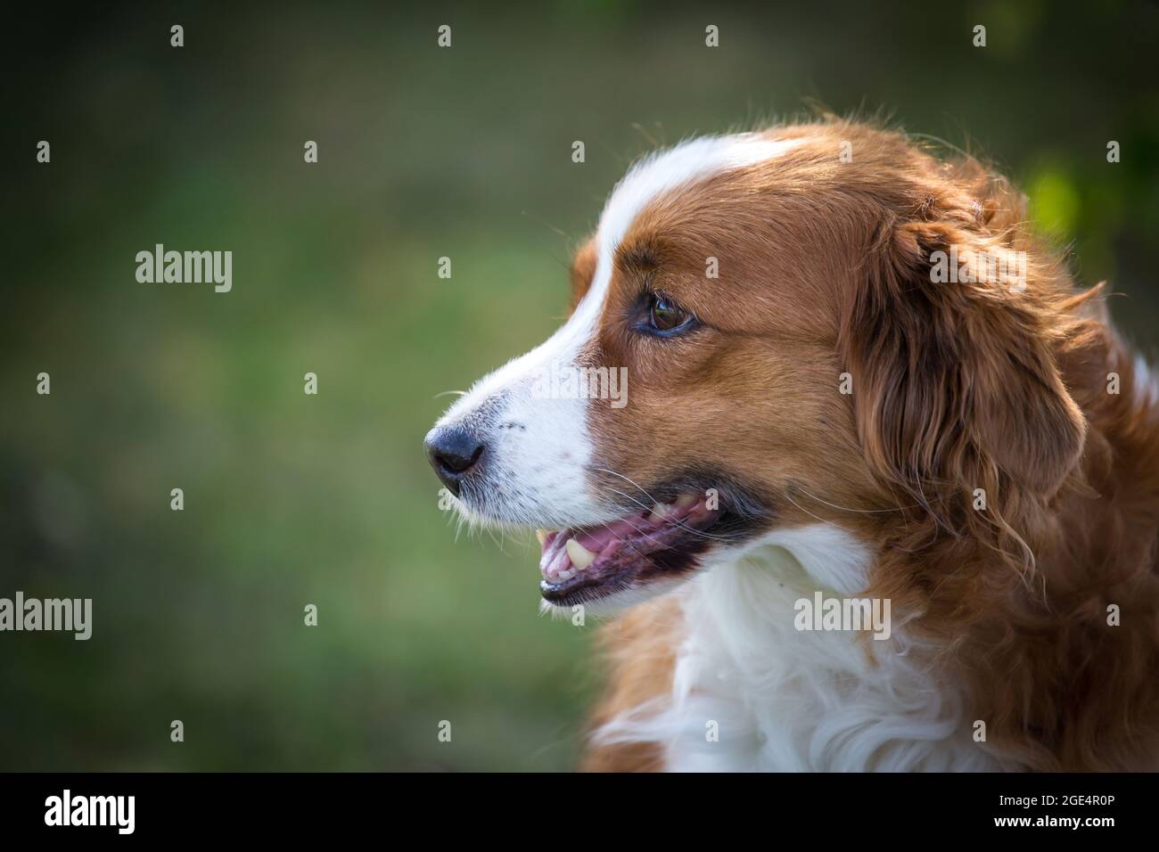 Portrait kooiker hi-res stock photography and images - Alamy