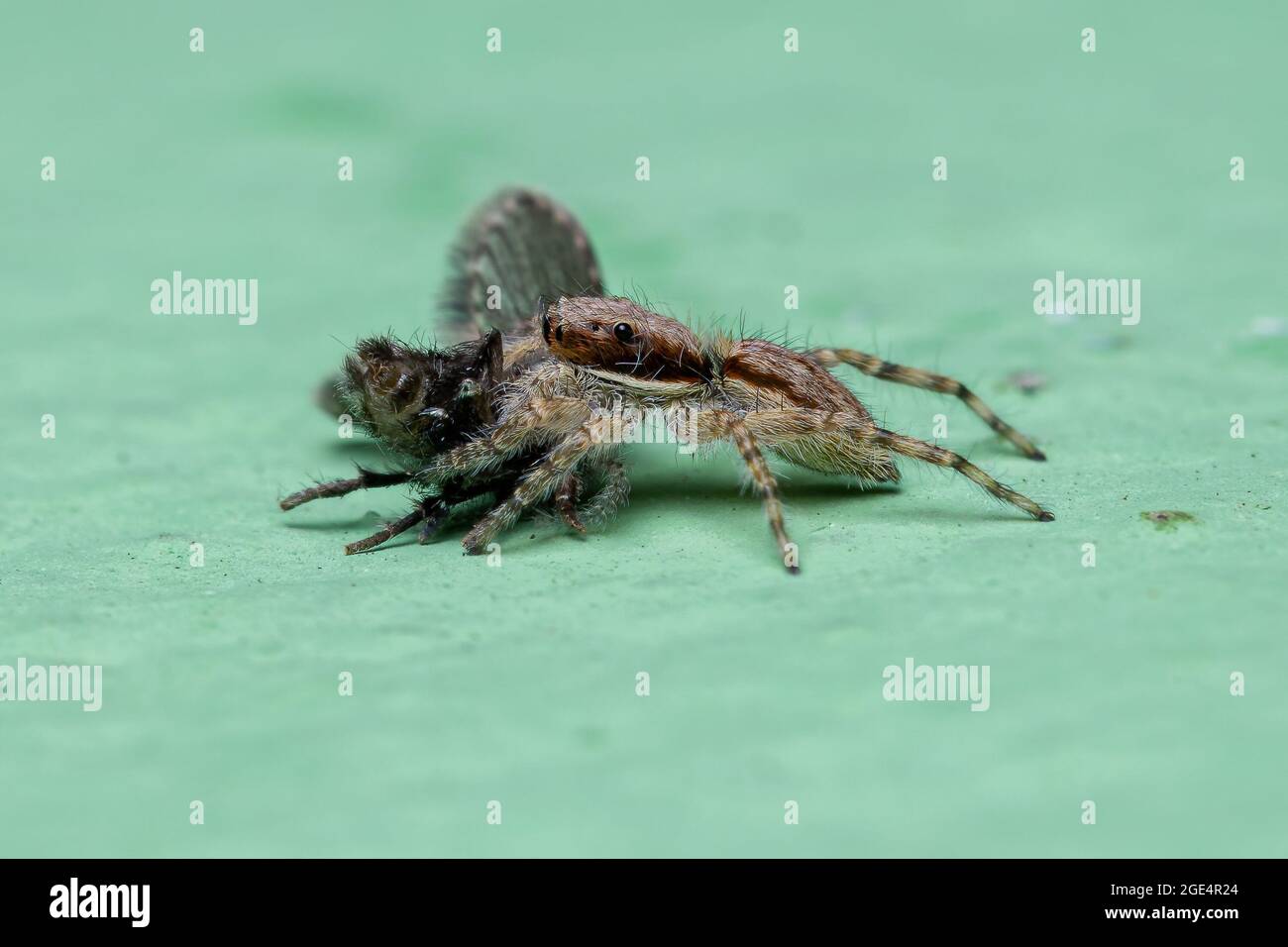Small Gray Wall Jumping Spider of the species Menemerus bivittatus ...