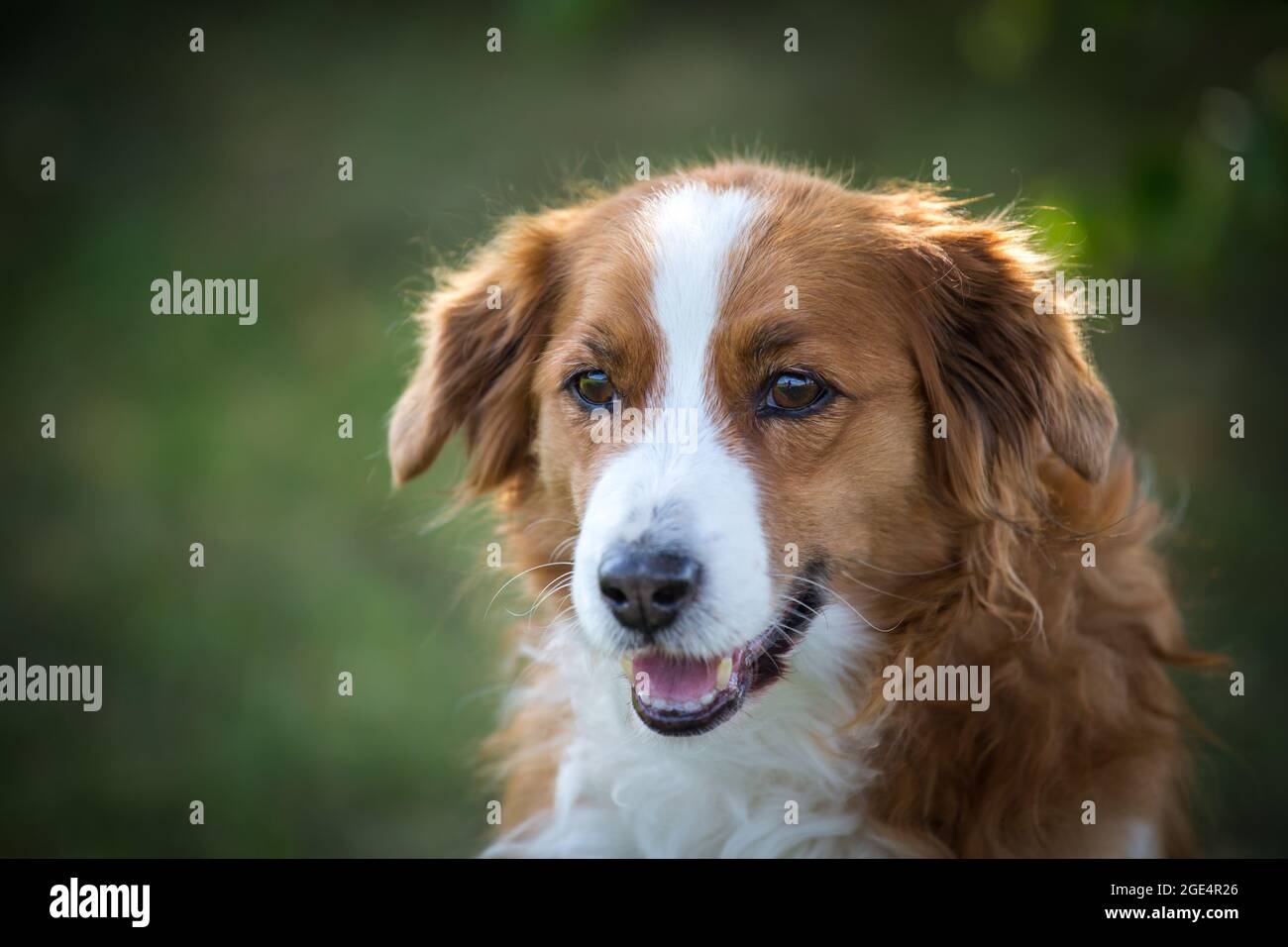 Dutch decoy spaniel hi-res stock photography and images - Alamy