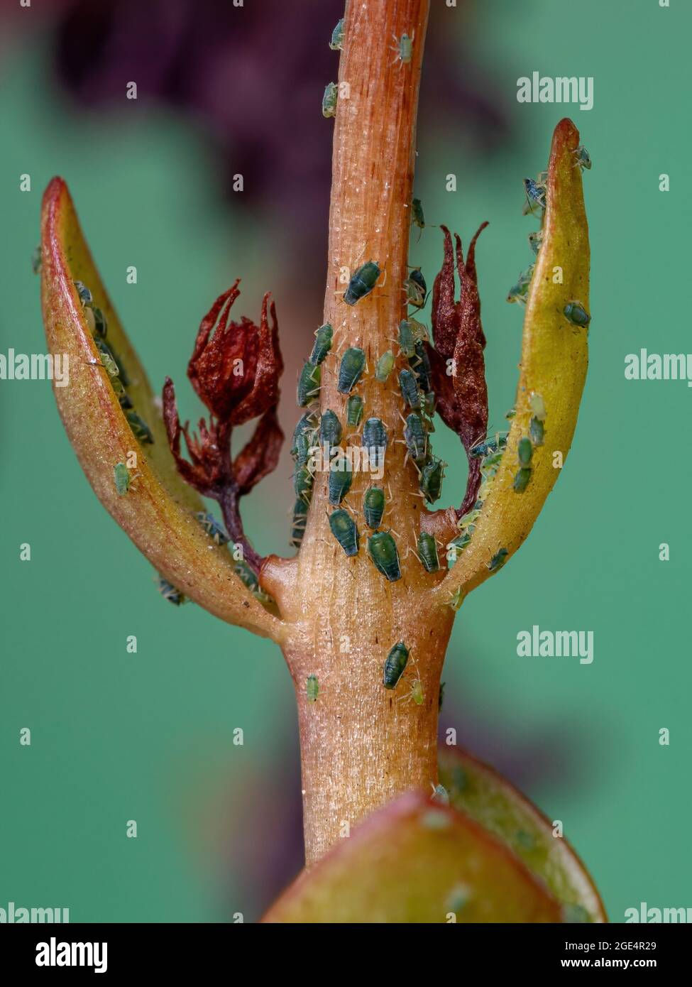 Small Aphids Insects of the Family Aphididae on the plant Flaming Katy ...