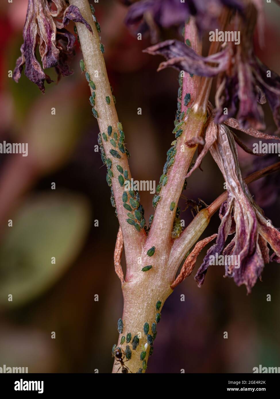 Small Aphids Insects of the Family Aphididae on the plant Flaming Katy ...