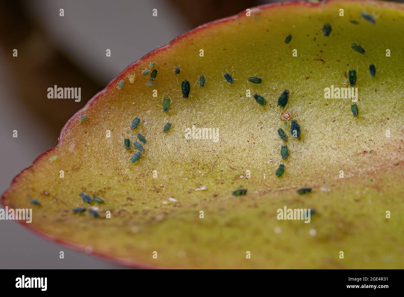 Small Aphids Insects of the Family Aphididae on the plant Flaming Katy ...