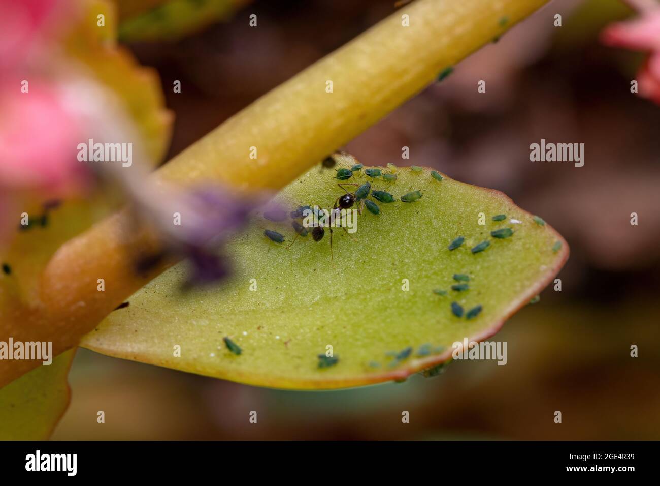 Small Aphids Insects of the Family Aphididae on the plant Flaming Katy ...