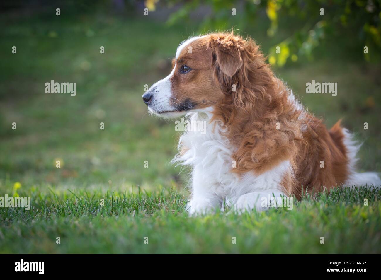 Dutch decoy spaniel hi-res stock photography and images - Alamy