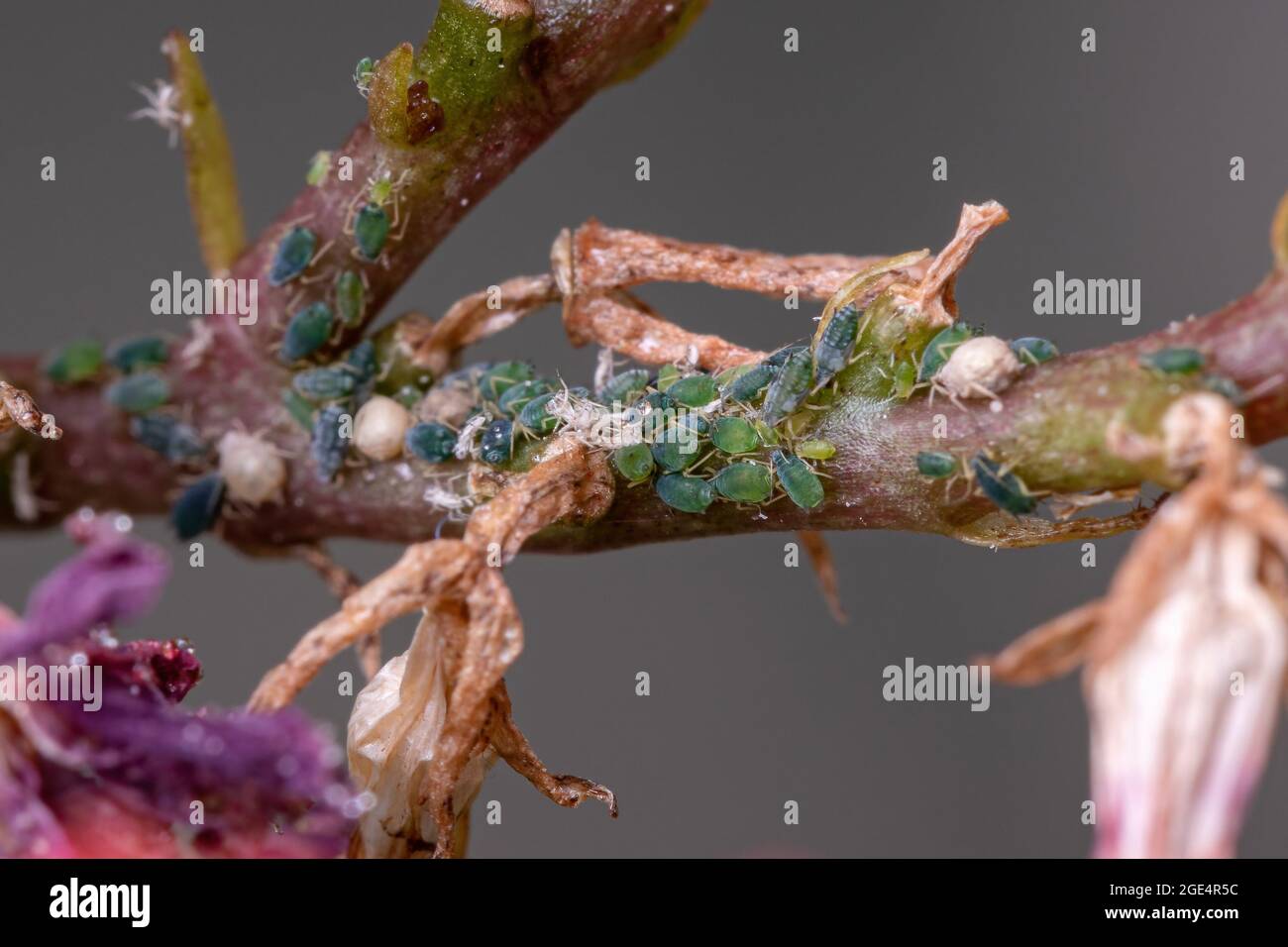 Small Aphids Insects of the Family Aphididae on the plant Flaming Katy ...