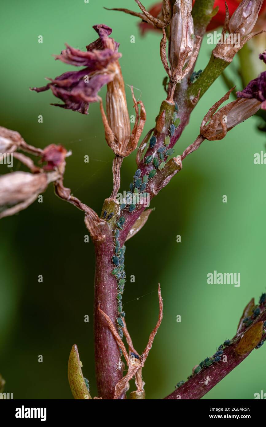 Small Aphids Insects of the Family Aphididae on the plant Flaming Katy ...
