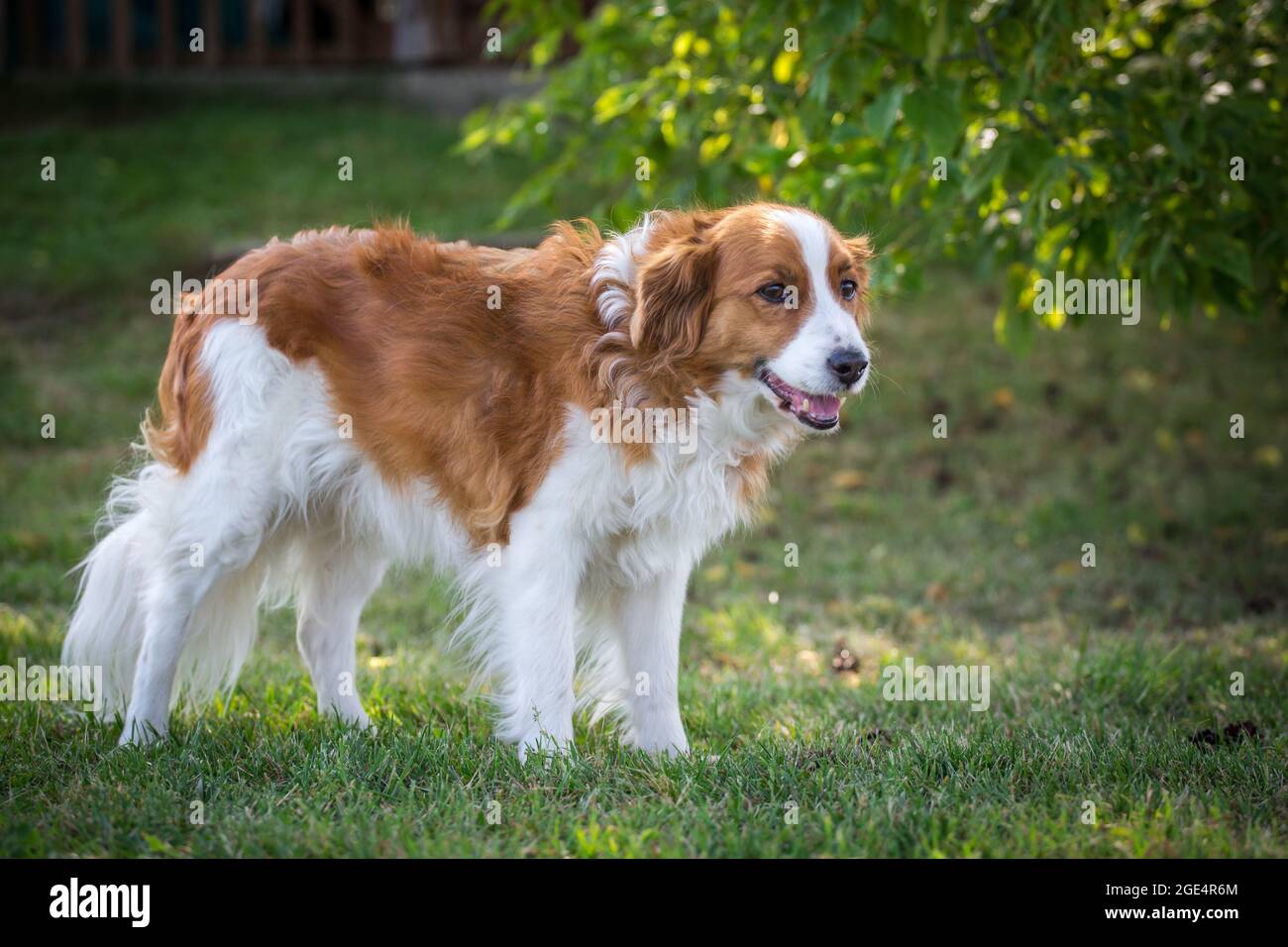 Dutch decoy spaniel hi-res stock photography and images - Alamy